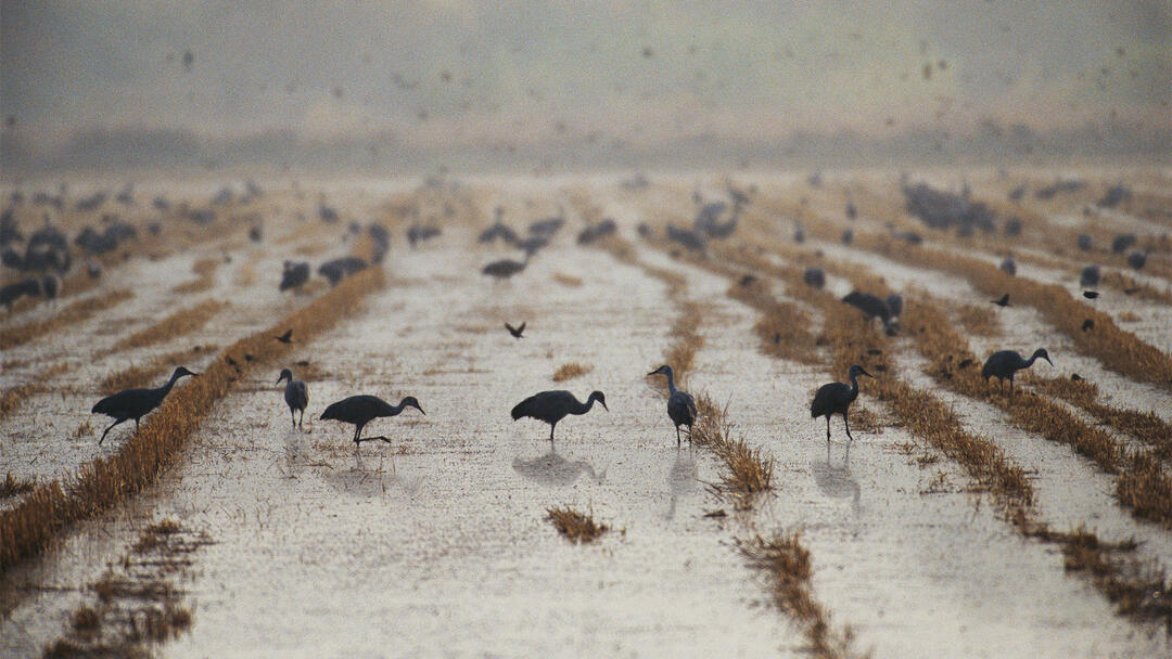 3 Ways Teamwork Helps Birds Survive California's Drought | Audubon
