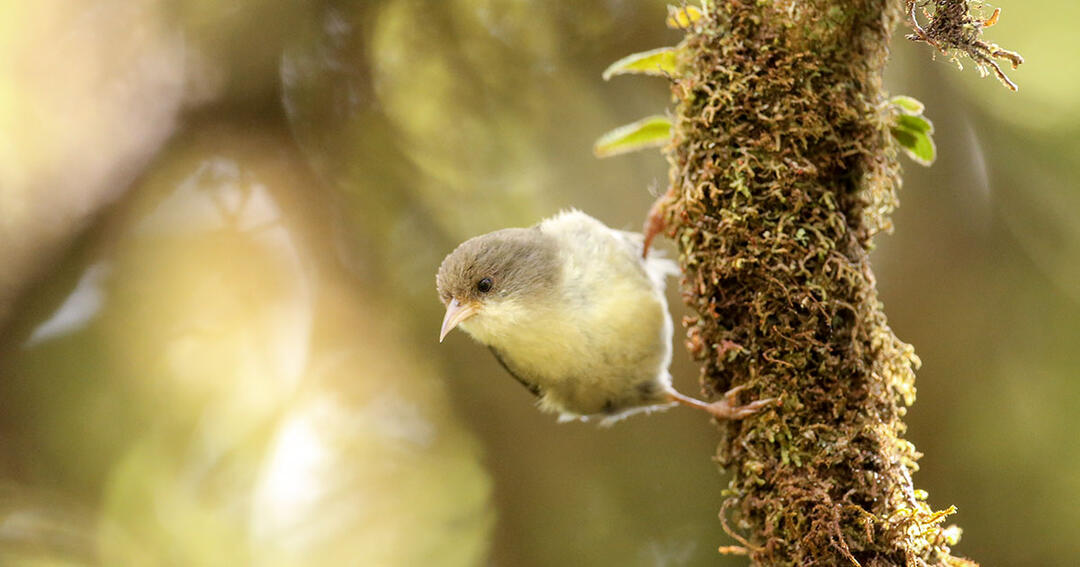 Mosquitoes to the Rescue! The Last-Ditch Effort to Save Kaua‘i’s ...