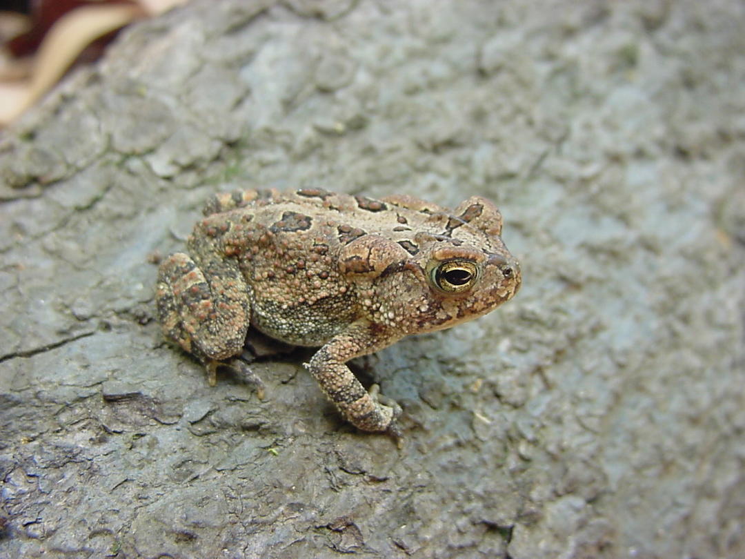 Southern Toad | Audubon
