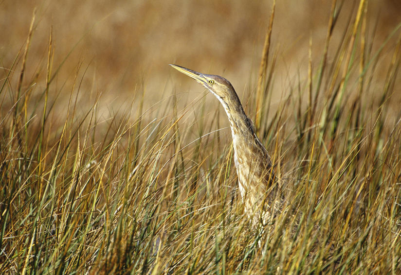 American Bittern: Thunder-Pumper | Audubon