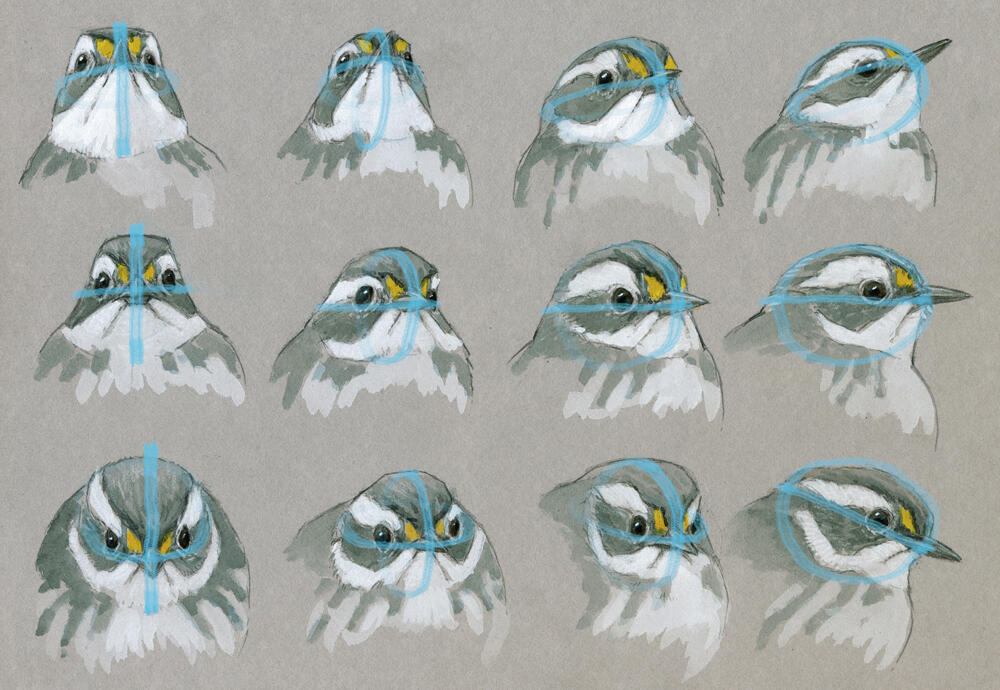 Win a Copy of ‘The Laws Guide to Drawing Birds’ | Audubon