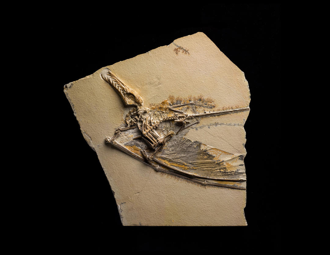Pterosaurs Take Wing Again at American Museum of Natural History | Audubon