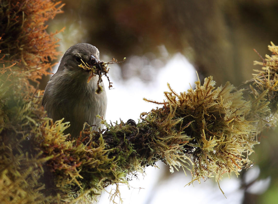 Clever Galapagos Finches Use Cotton to Thwart Bugs | Audubon