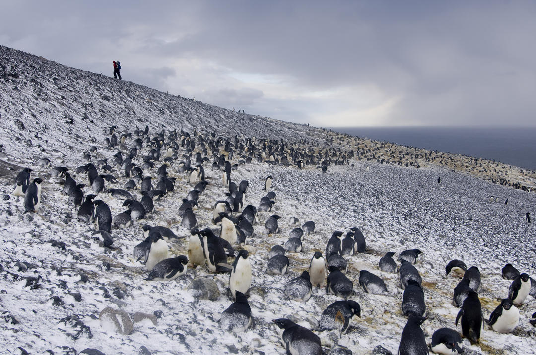 Penguins Offer Insight Into Climate Change | Audubon