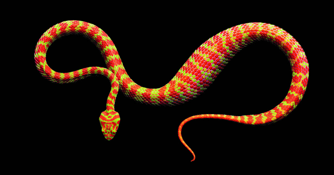 Serpentine | Audubon