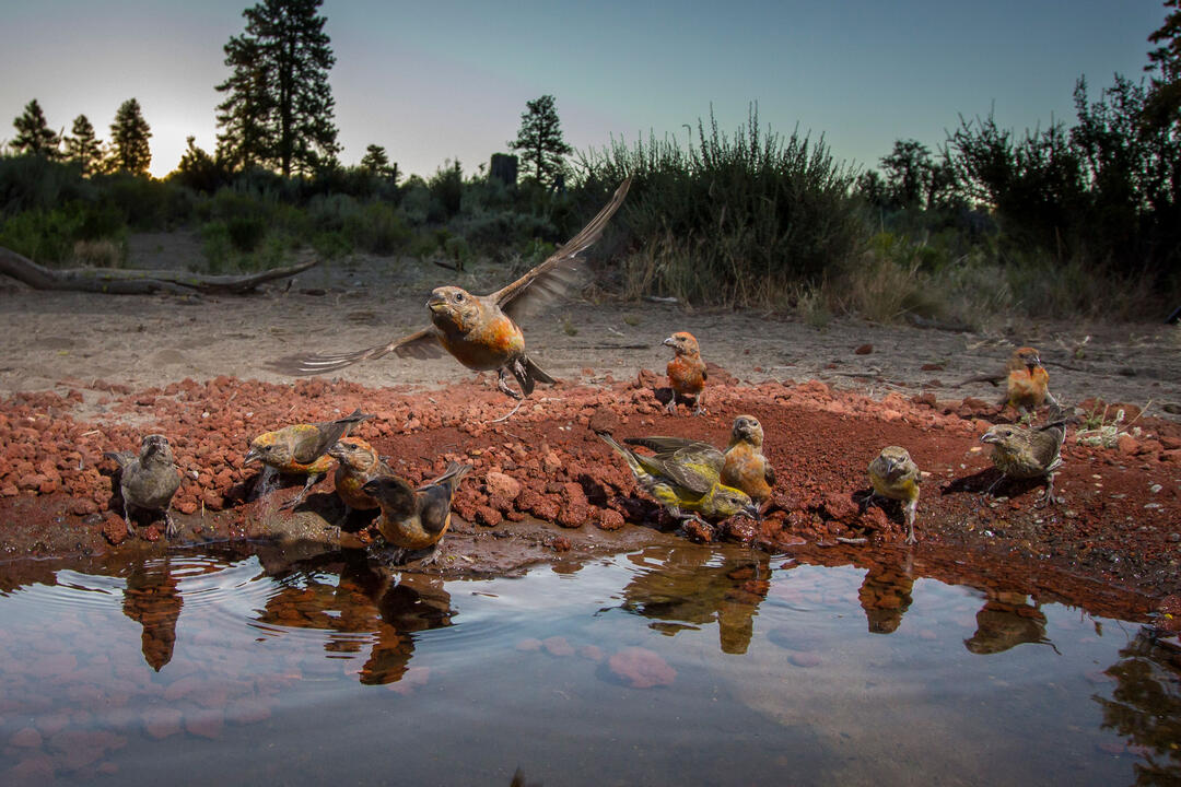 Oregon Guzzlers Are Watering Holes for Birds and Other Wildlife | Audubon