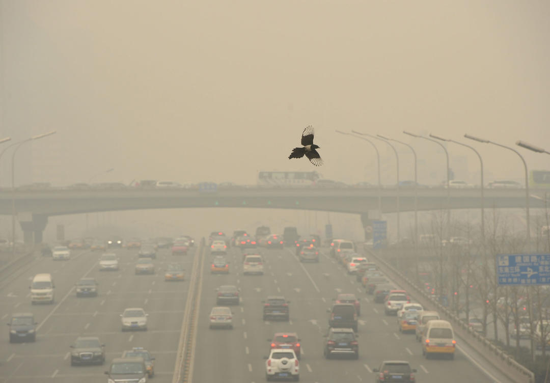 Birding on the Rise in Beijing | Audubon
