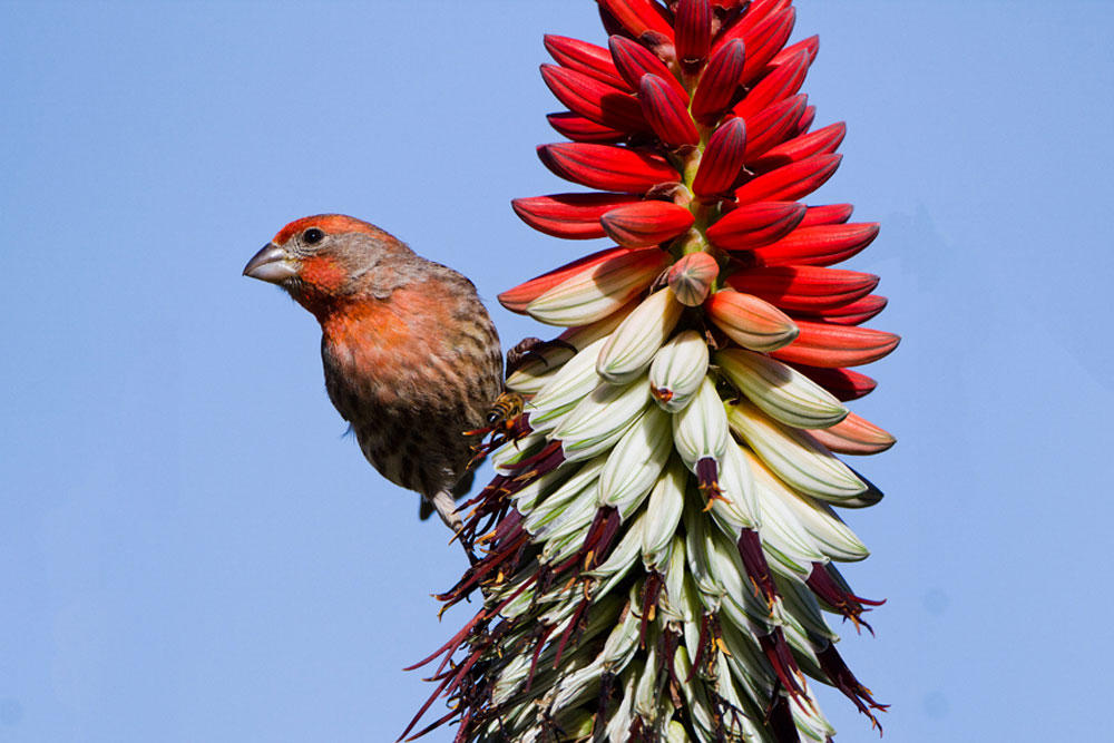 What One Success Story Reveals About Talking to Politicians on Birds ...