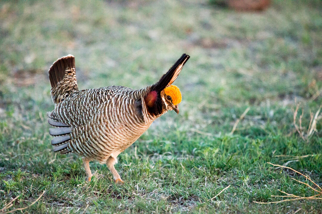 Endangered Species Listing for the Lesser Prairie-Chicken “is the right ...