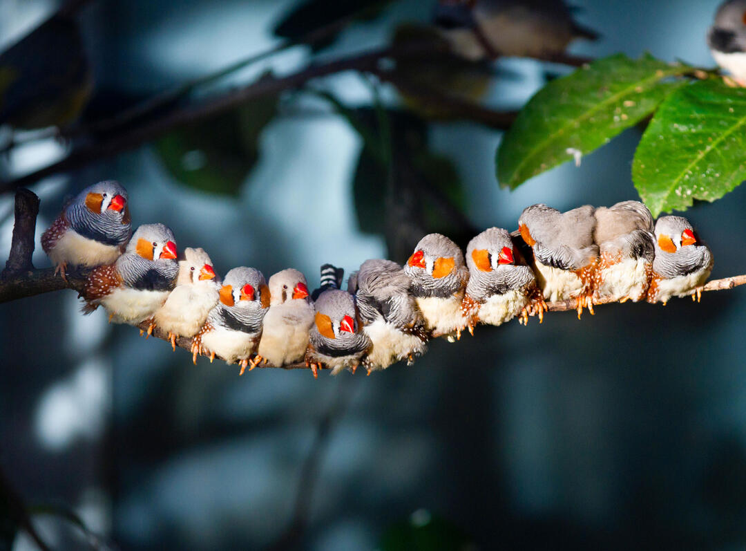 The Secret Superpower of Birds, Revealed | Audubon