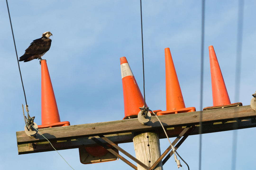 Four Astonishing Ways Birds Are Coping With Our Energy Demands | Audubon