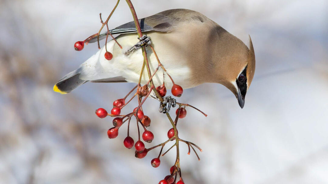 Guide to North American Birds | Audubon