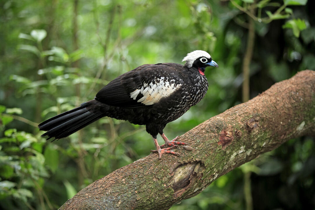 Go Discover Paraguay's Amazing Birding | Audubon