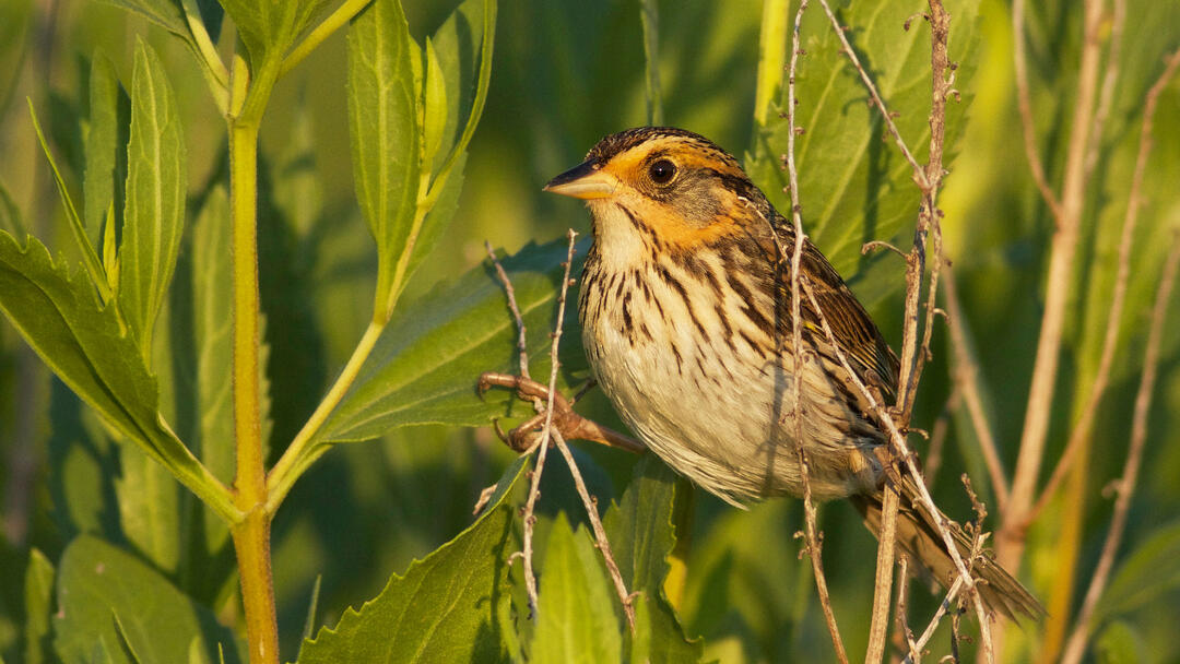 Saving the Salmarsh Sparrow from Extinction | Habitat Loss and Climate ...