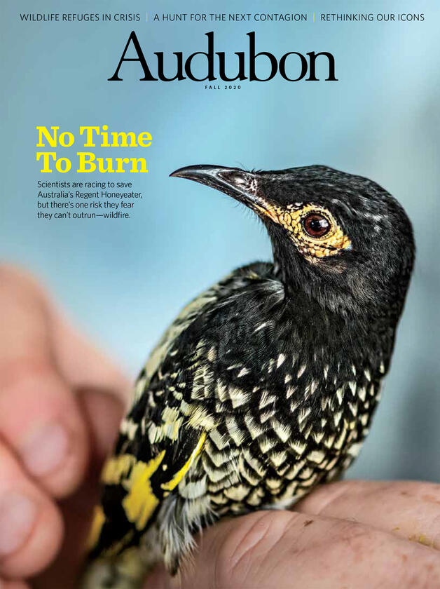 Fall 2020 | Audubon