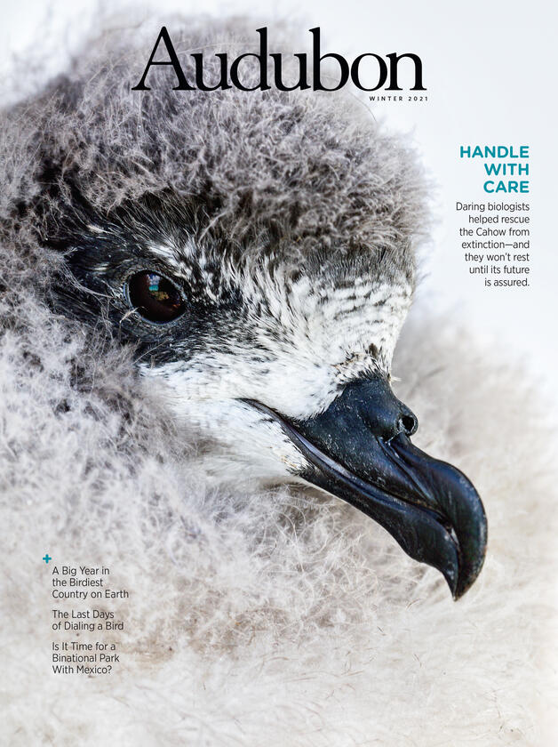 Winter 2021 | Audubon