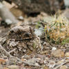 Common Poorwill | Audubon Field Guide