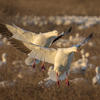 Ross's Goose | Audubon Field Guide