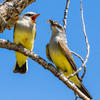 Western Kingbird | Audubon Field Guide