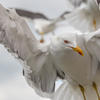 Yellow-legged Gull | Audubon Field Guide
