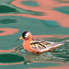 Red Phalarope | Audubon Field Guide