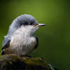Pygmy Nuthatch | Audubon Field Guide