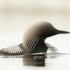 Pacific Loon | Audubon Field Guide