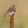 Lark Sparrow | Audubon Field Guide