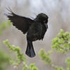 Bronzed Cowbird | Audubon Field Guide