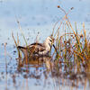 Wilson's Phalarope | Audubon Field Guide