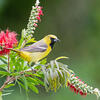 Orchard Oriole | Audubon Field Guide