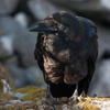 Cuervo Común | Guía de Aves