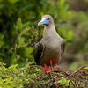 Red-footed Booby | Audubon Field Guide
