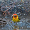 Western Tanager | Audubon Field Guide