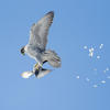 Gyrfalcon | Audubon Field Guide