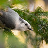 Canada Jay | Audubon Field Guide