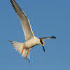 Forster's Tern | Audubon Field Guide