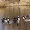 Cackling Goose | Audubon Field Guide