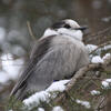 Canada Jay | Audubon Field Guide