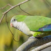 Perico Monje Argentino | Guía de Aves