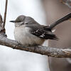 Northern Mockingbird | Audubon Field Guide