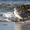 Western Gull | Audubon Field Guide