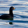 Black Scoter | Audubon Field Guide