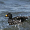 Black Scoter | Audubon Field Guide