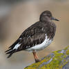 Black Turnstone | Audubon Field Guide