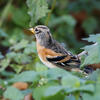 Brambling | Audubon Field Guide