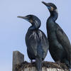 Brandt's Cormorant | Audubon Field Guide