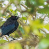Bronzed Cowbird | Audubon Field Guide