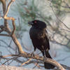 Bronzed Cowbird | Audubon Field Guide