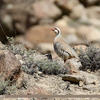 Chukar | Audubon Field Guide